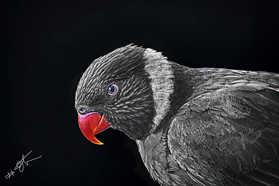 Jeffrey Wilson - Polly Hates Color