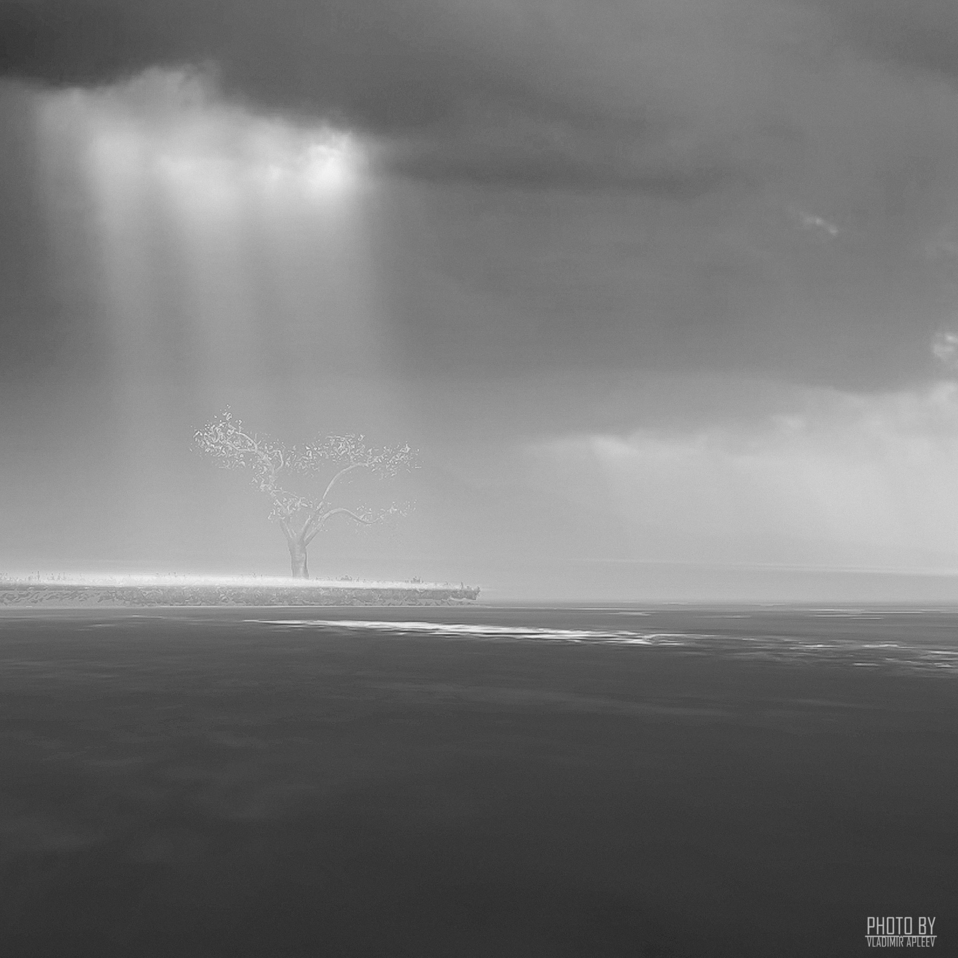 ArtStation - природа warface в черно белых тонах