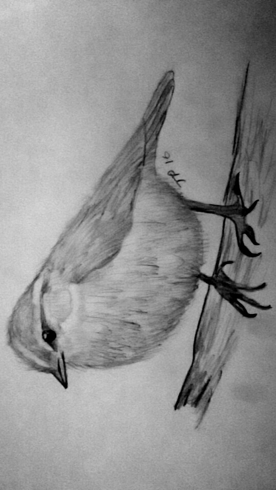 ArtStation - Bird sketch