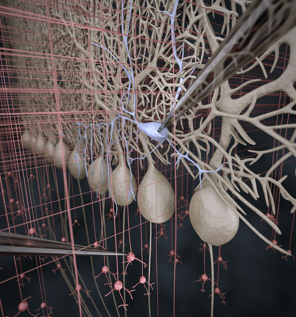 ArtStation - Paired recording in the cerebellum