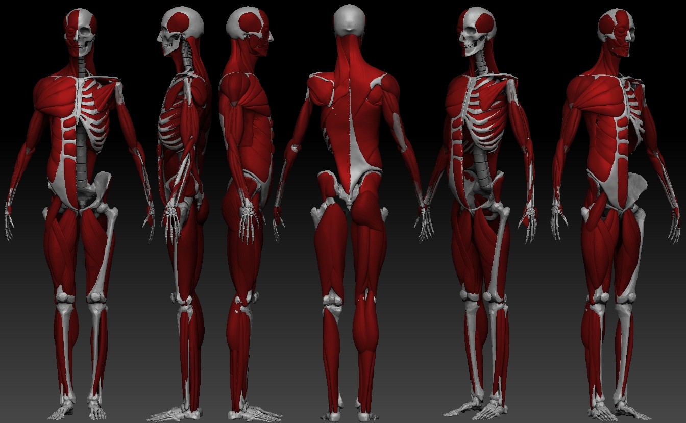 ArtStation - Ecorche