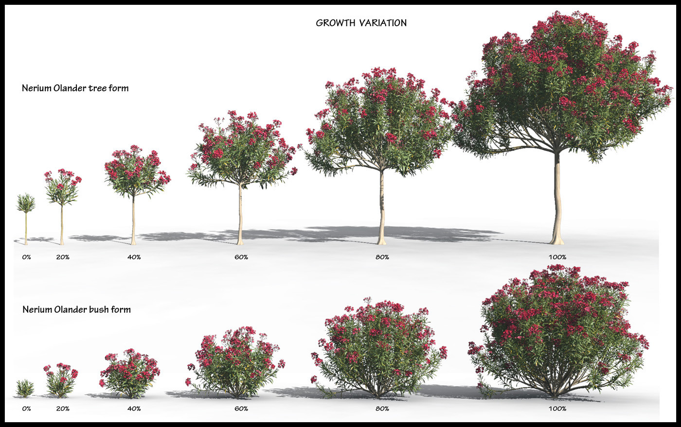 nerium oleander tree form