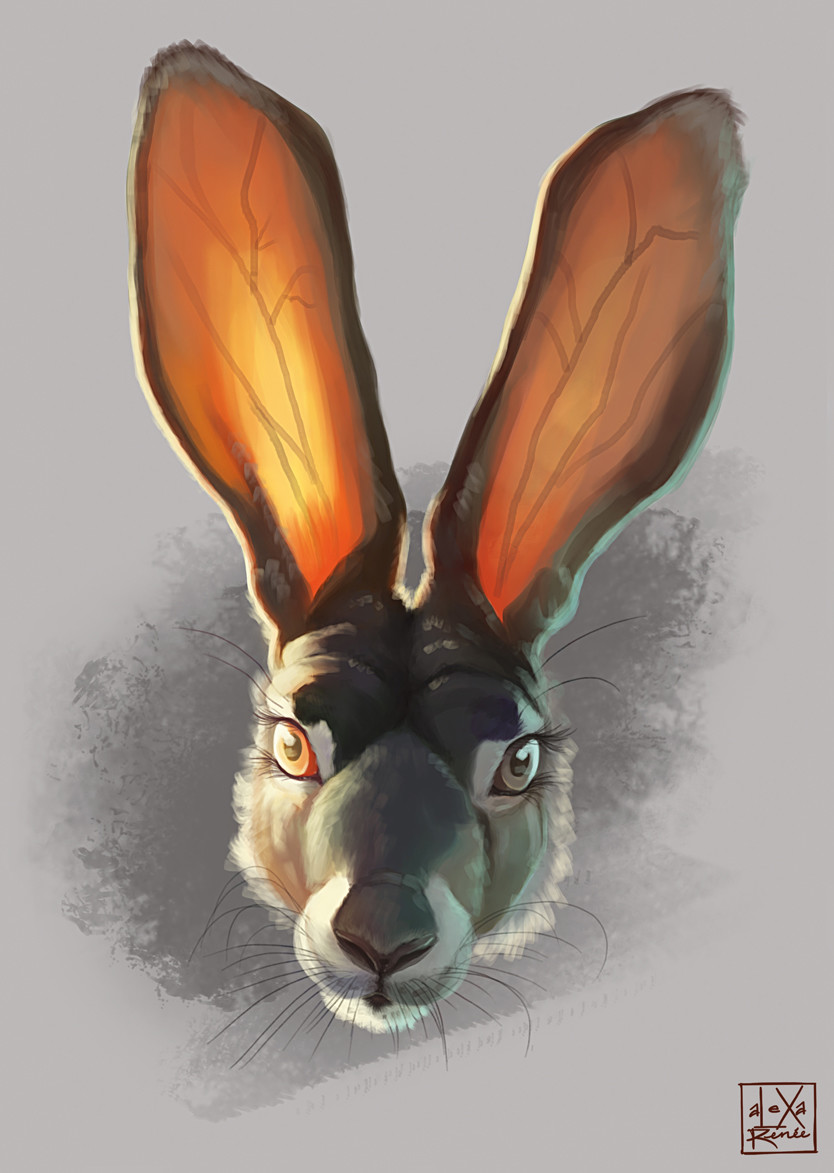 jack rabbit sketch