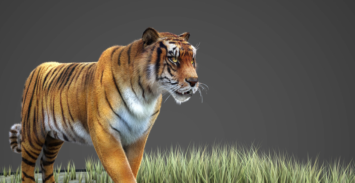 Ambrish Jawalkar - Adult Tiger