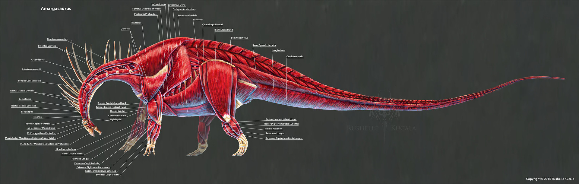 Amargasaurus Skeleton