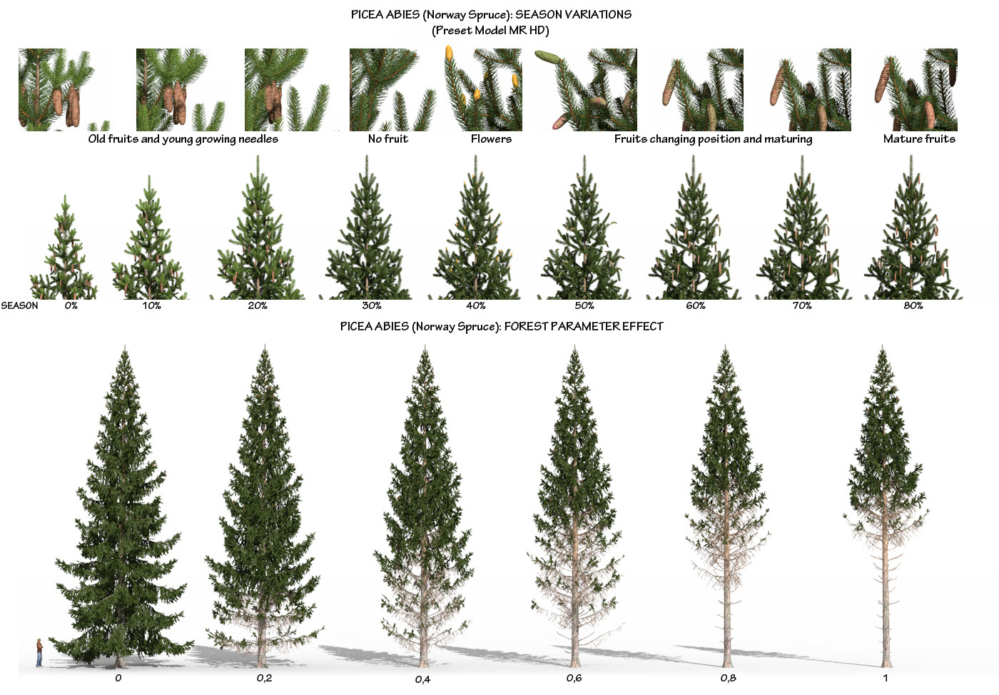 Frédéric Bec - Limestone moutains with 3D Norway spruce forest (Picea abies)