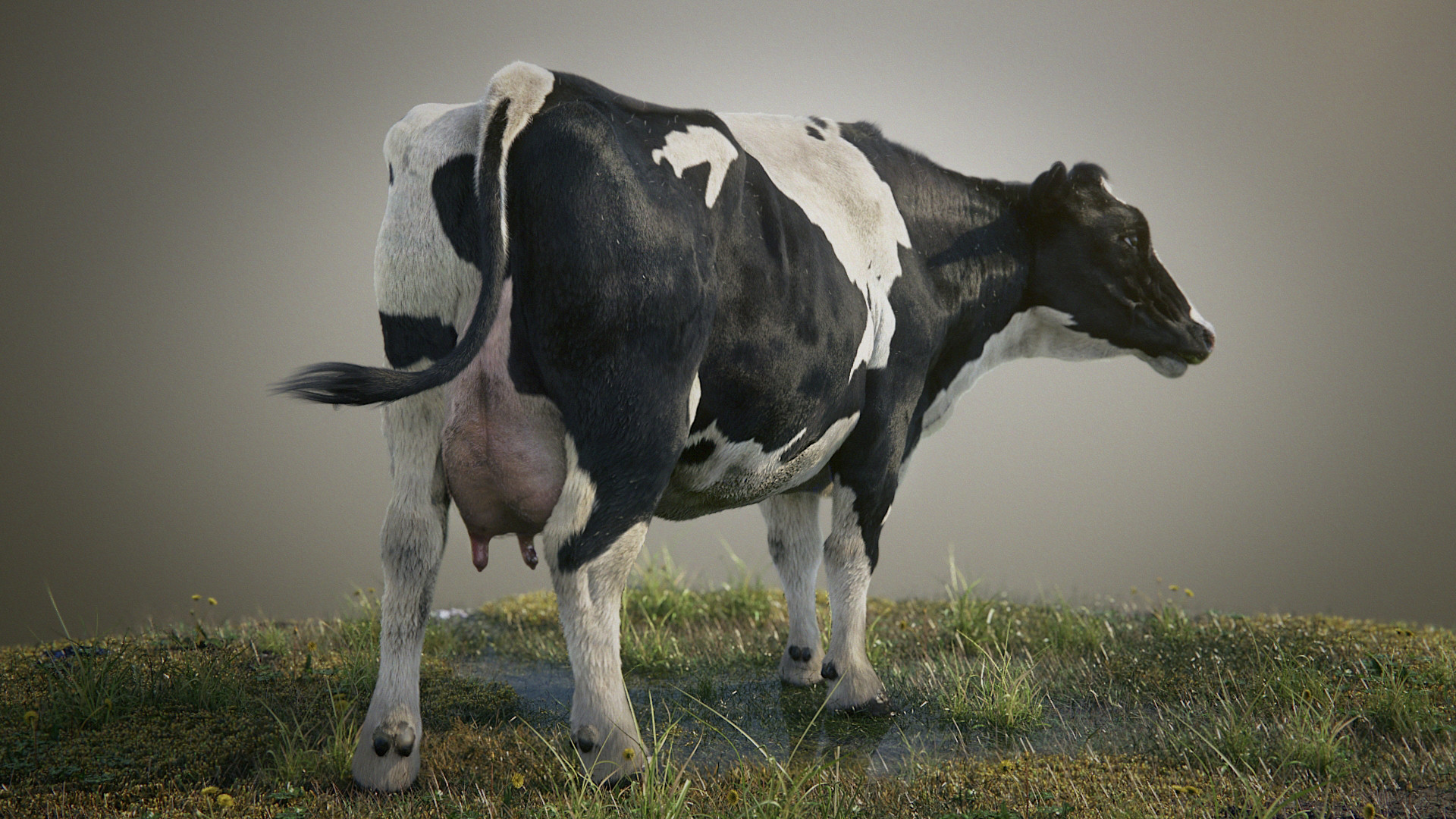 Piotr Tatar - Cow - Turntable