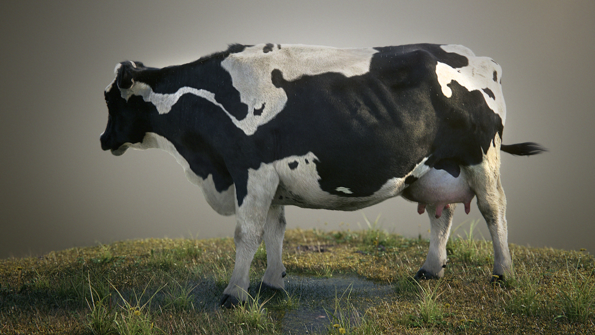 Piotr Tatar - Cow - Turntable