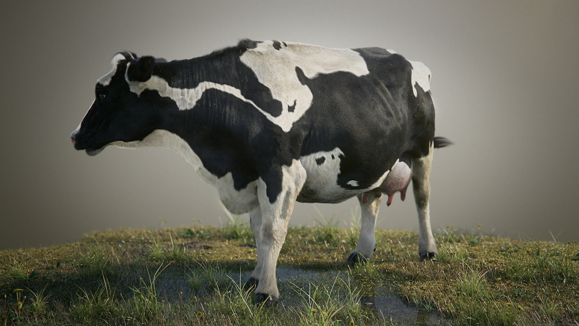 Piotr Tatar - Cow - Turntable