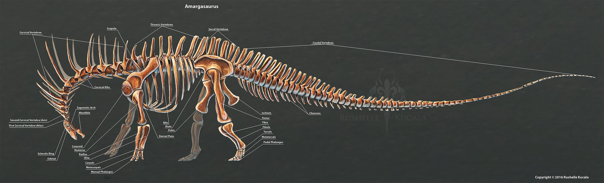 ArtStation - Amargasaurus Skeletal Study