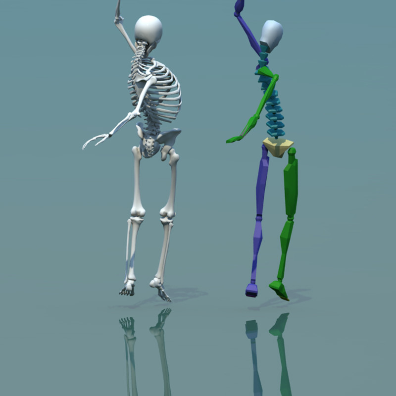 Stephan Plotnicov - 3d model human skeleton