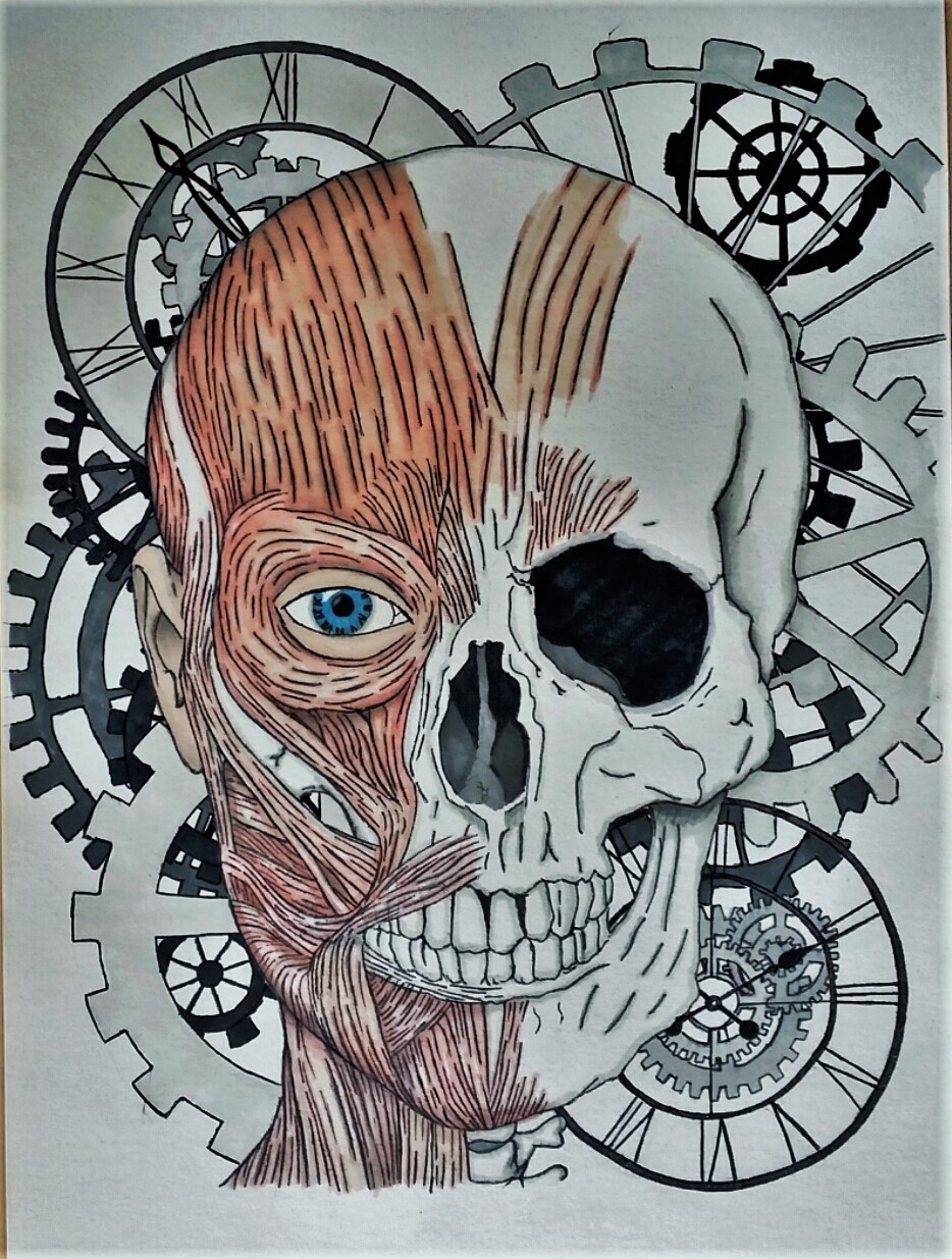 ArtStation - Skull sketch