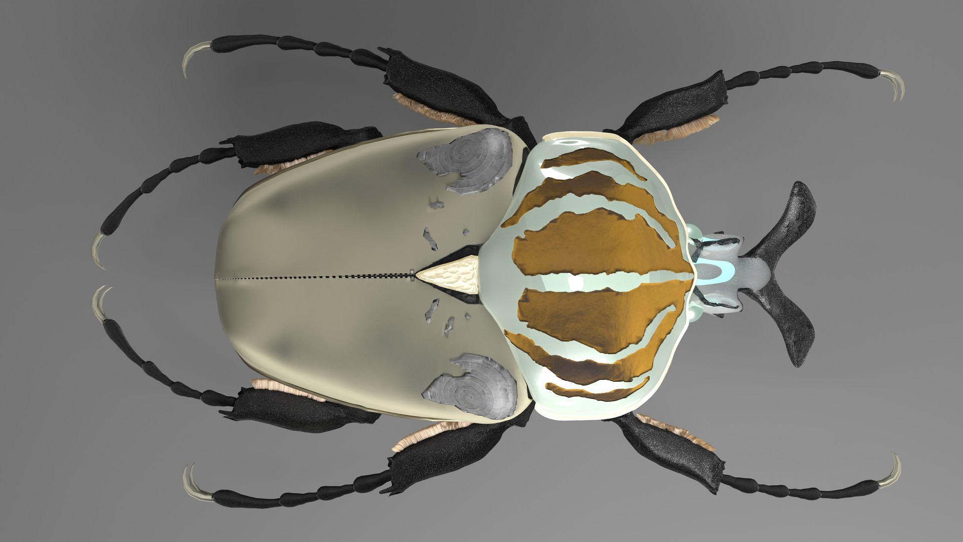 Dan Cacicus - Goliathus atlantis