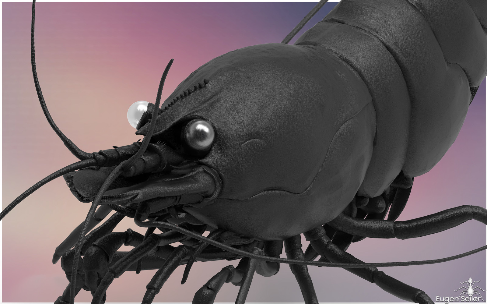 Jevgeny Sailor - Shrimp - Caridina Cantonensis