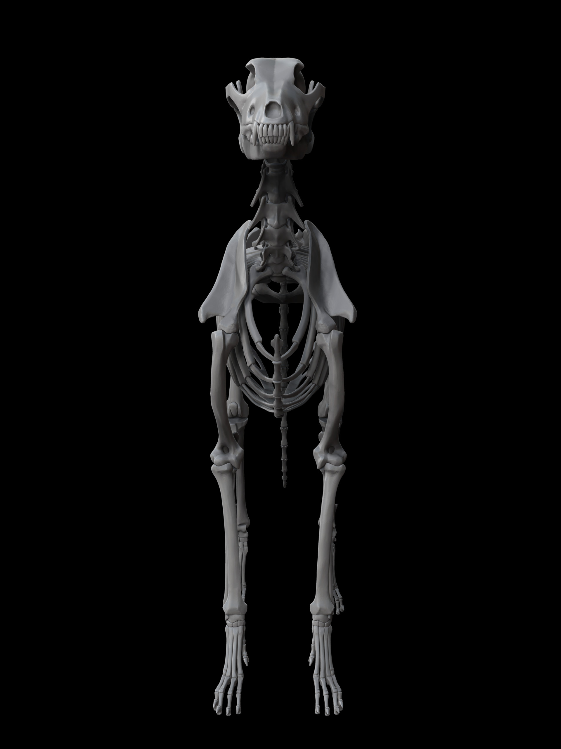 dog skeleton front view