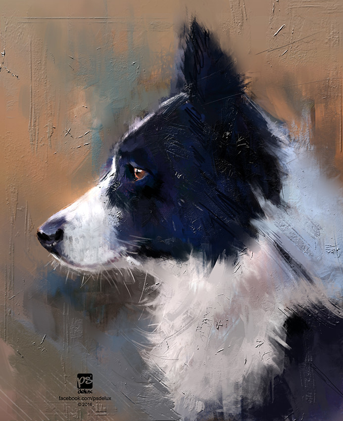 ArtStation - Border collie