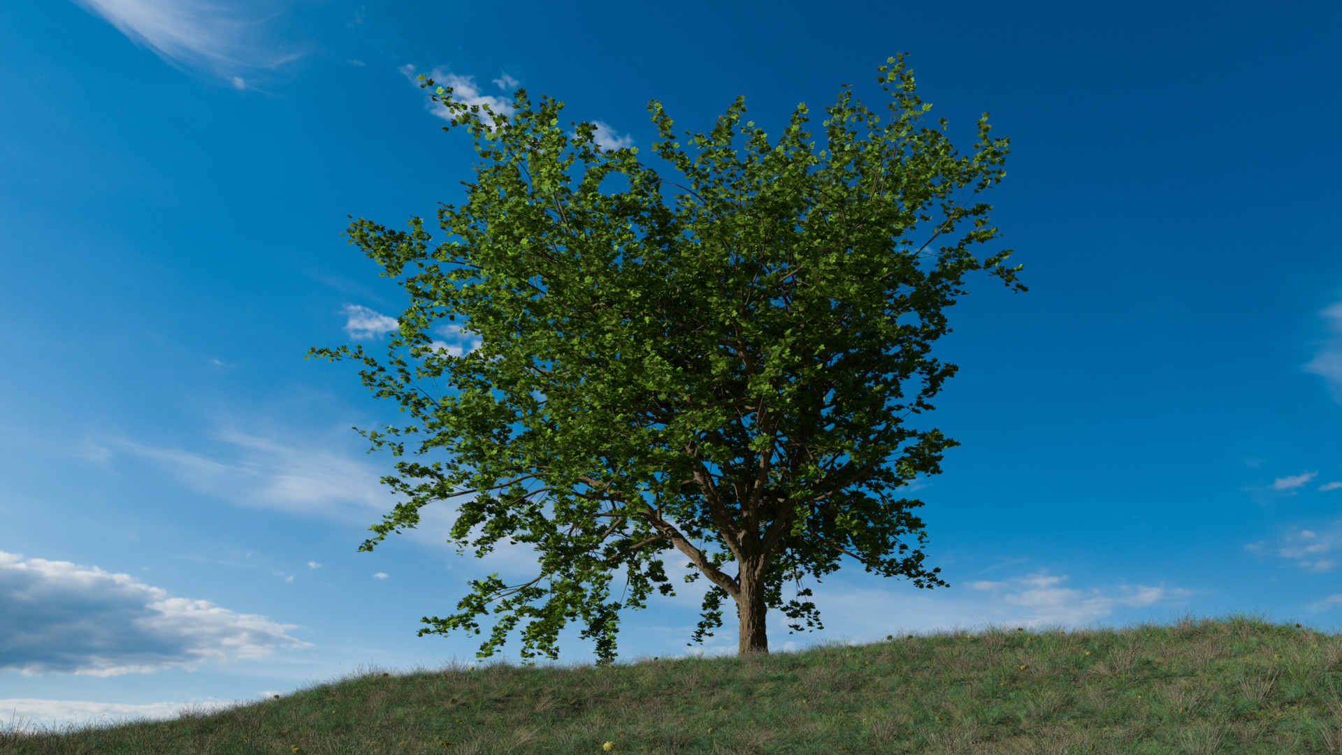 ArtStation - Maple Tree