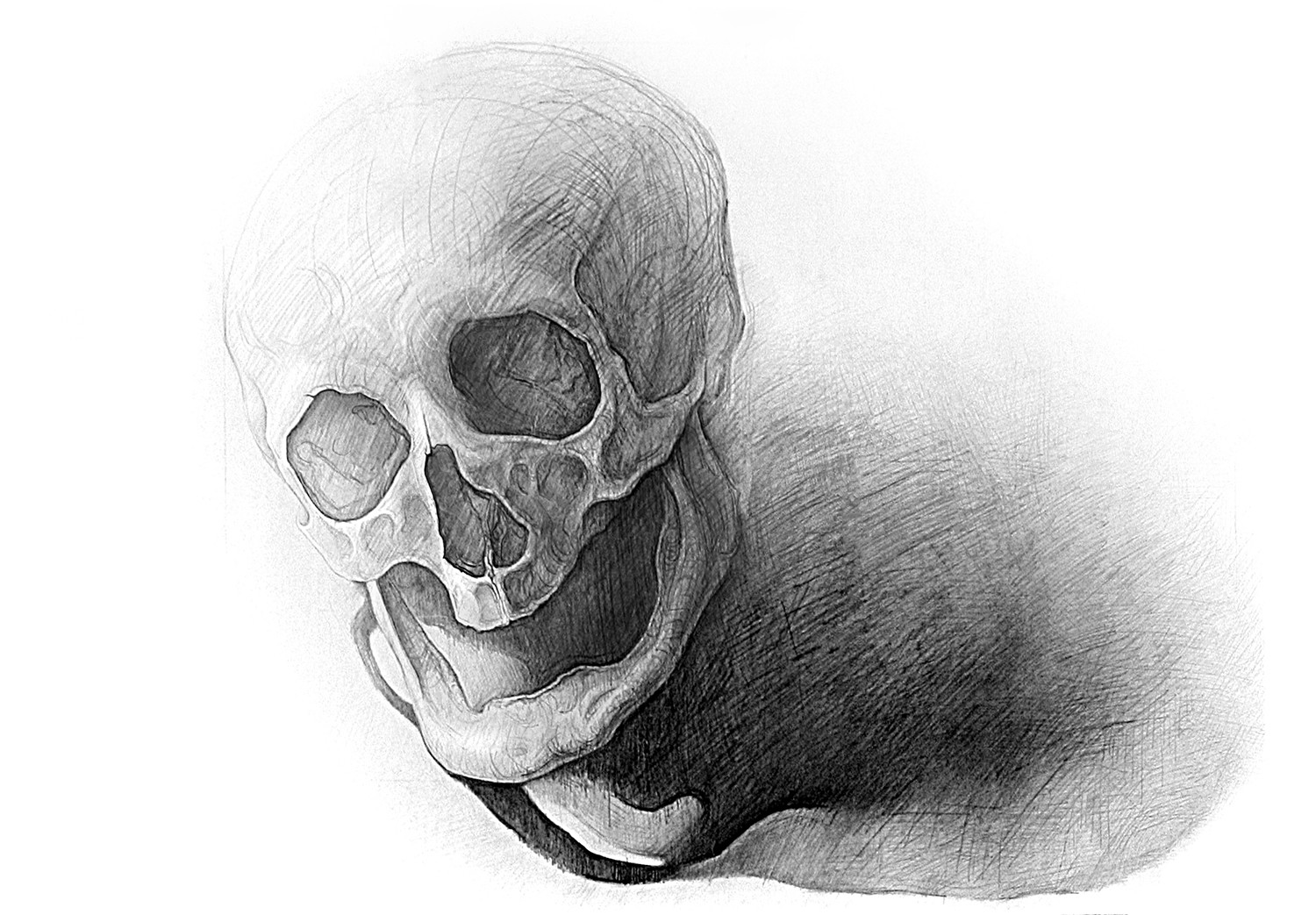 ArtStation - Skull study