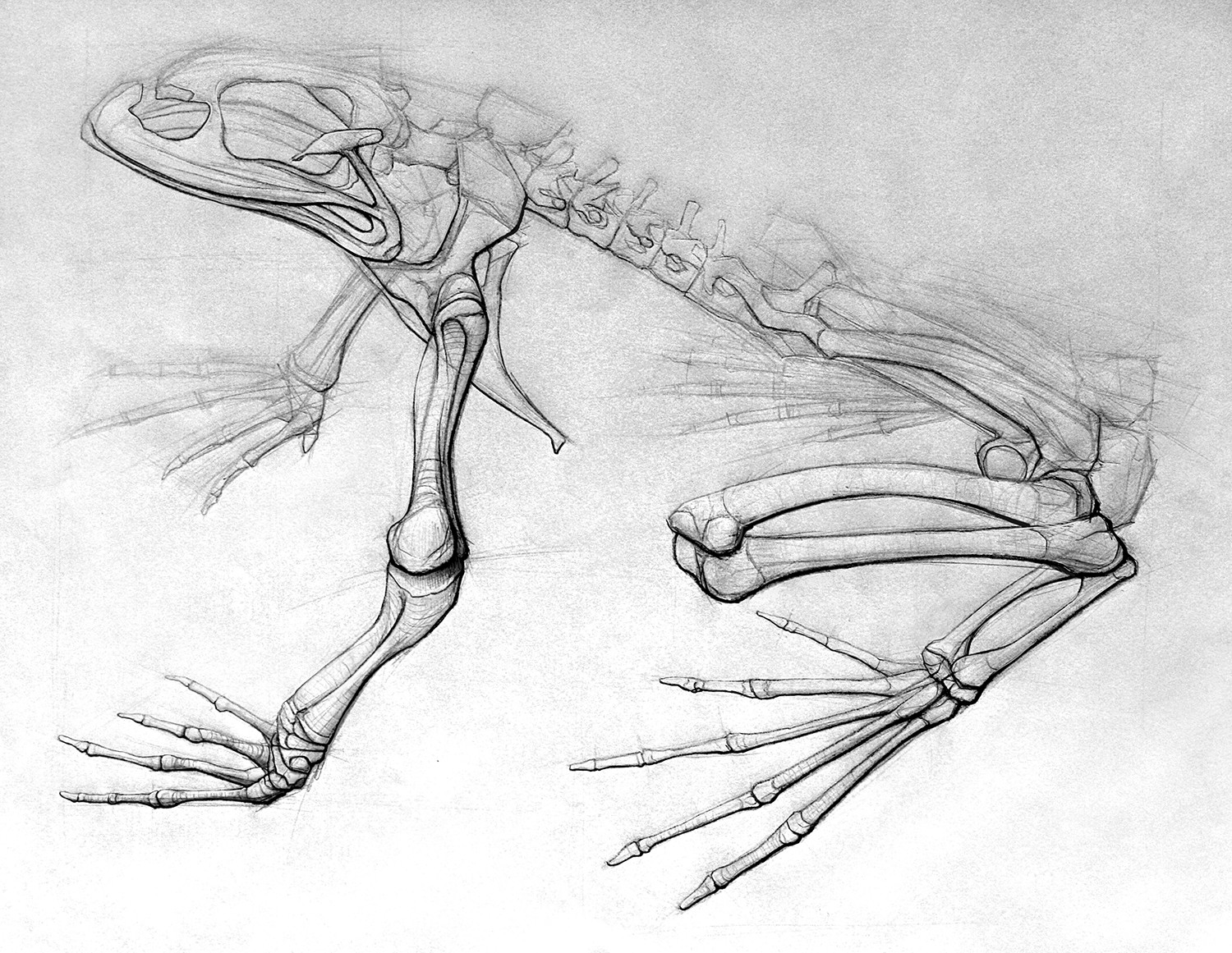 frog skeleton drawing