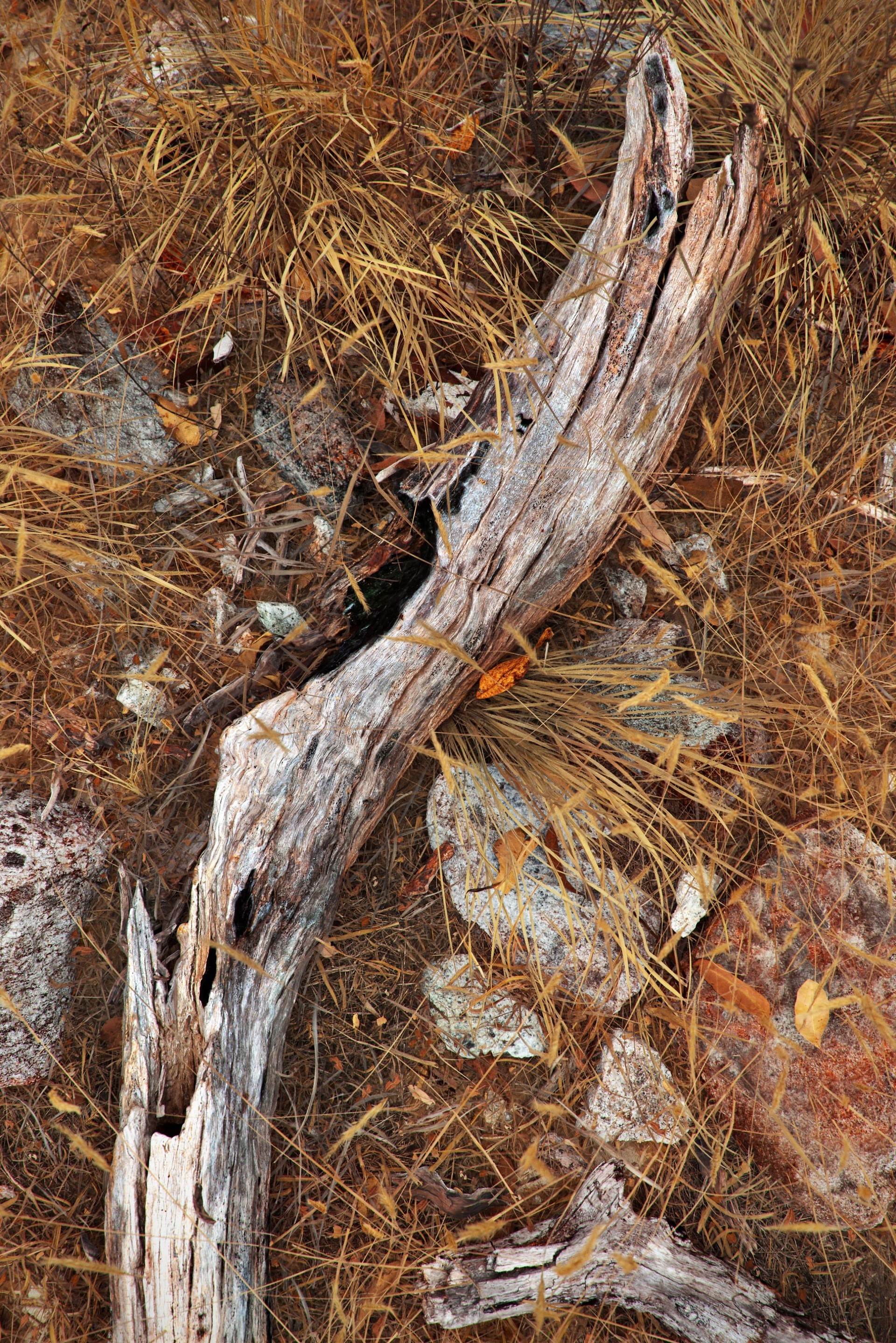 ArtStation - Dry Grass