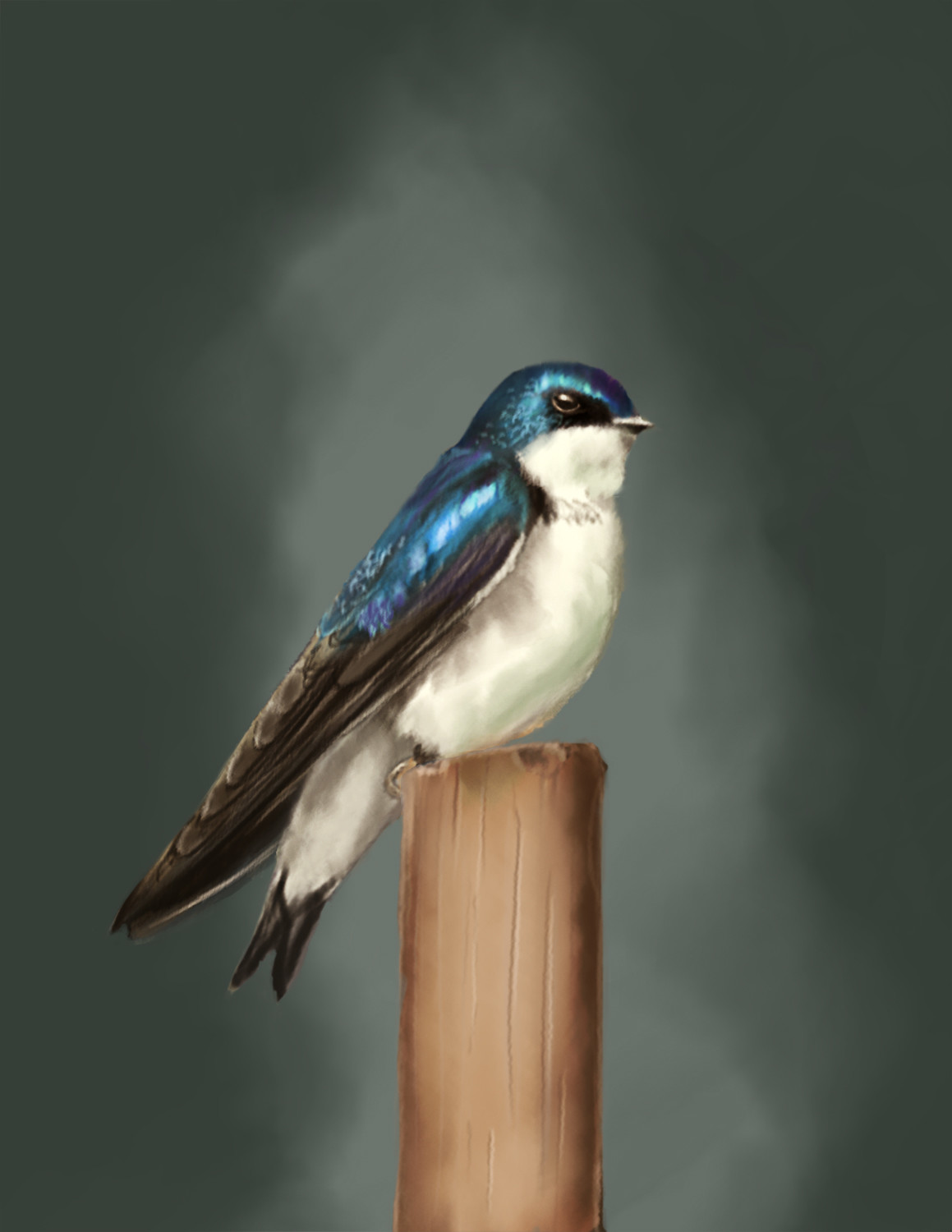 ArtStation - Swallow bird