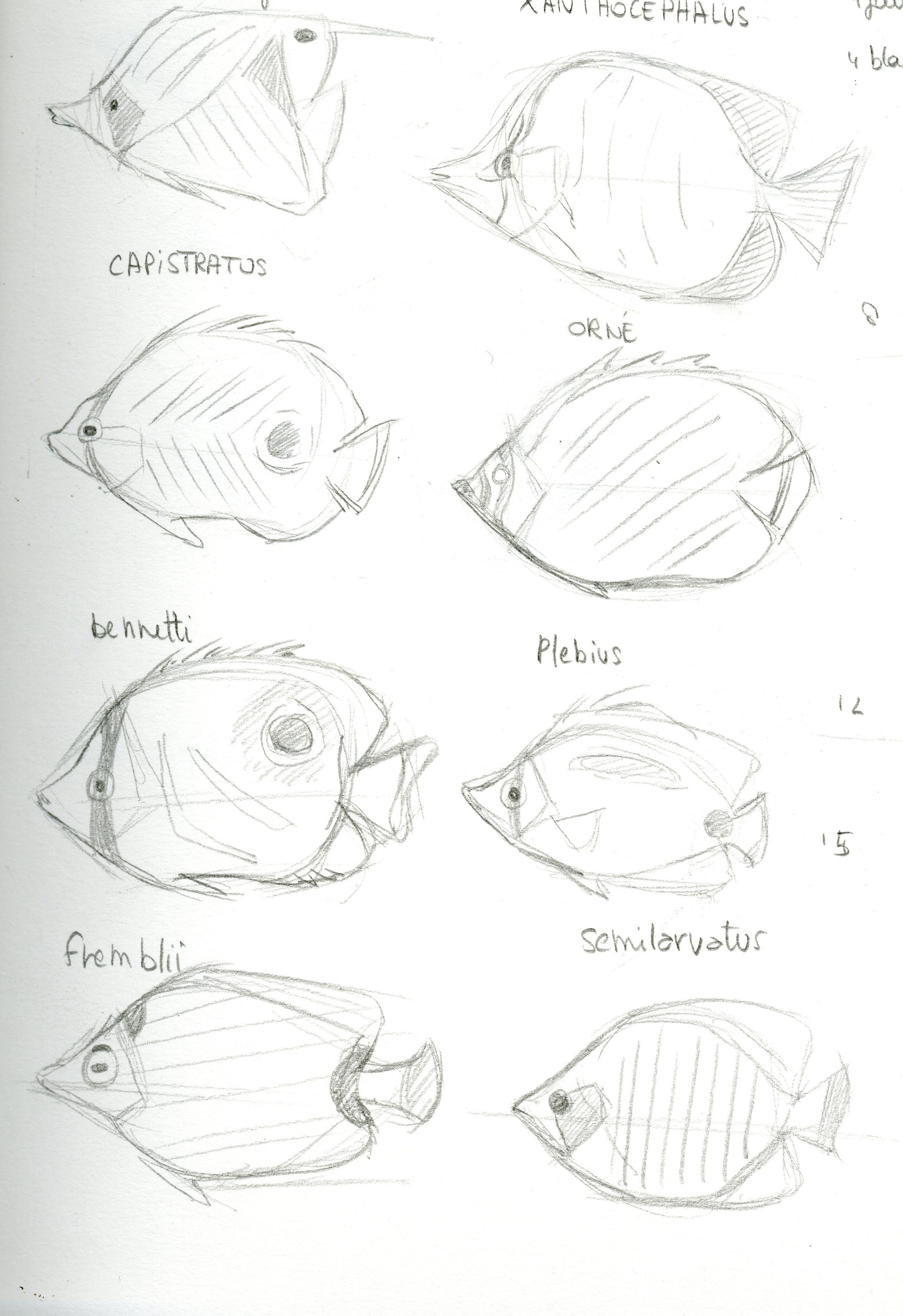 how to draw a butterfly fish step by step