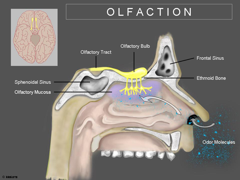Kathryn Dean - Olfaction