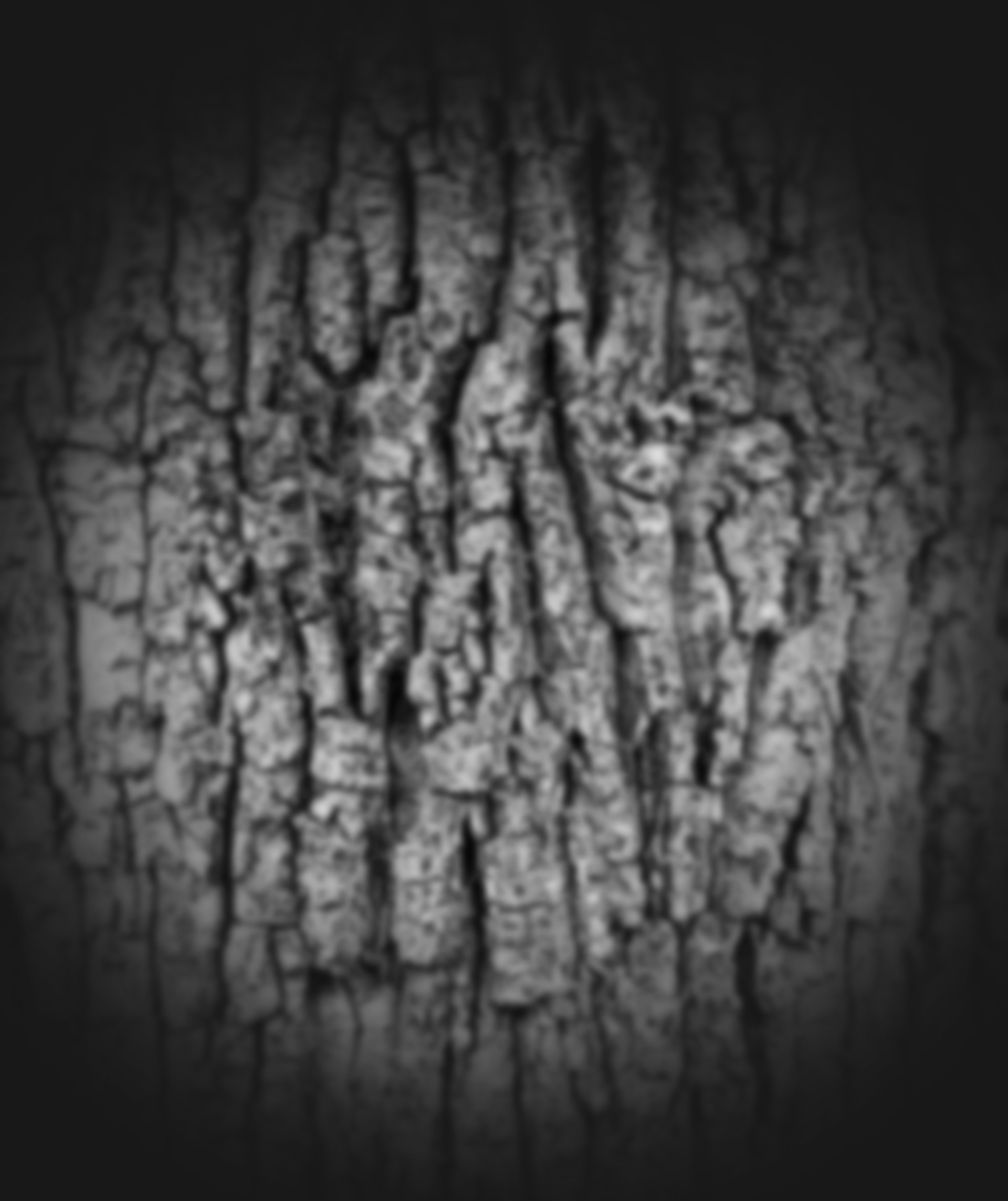 Texture Psd Bark Alpha Zbrush Images