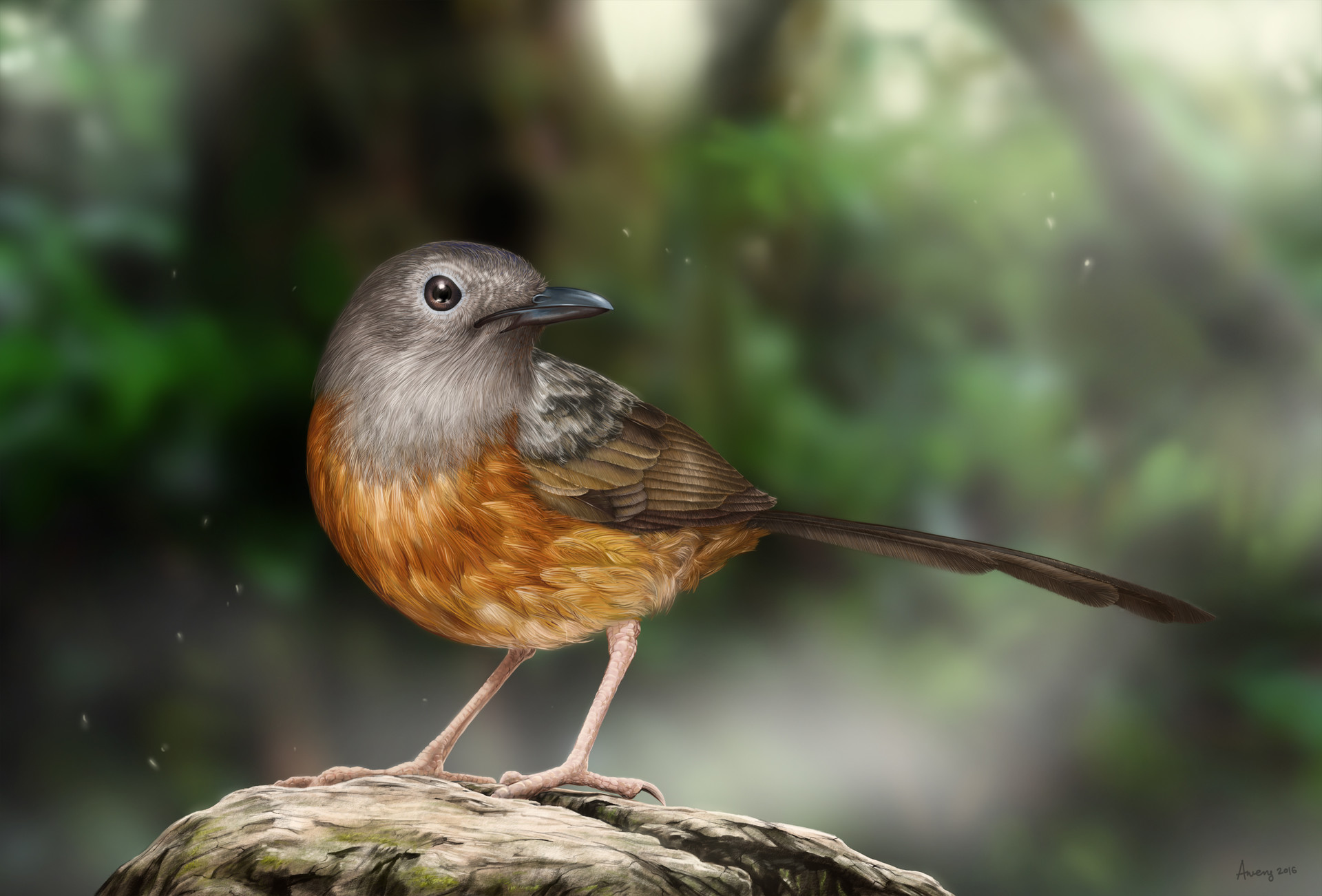 ArtStation - White-rumped Shama
