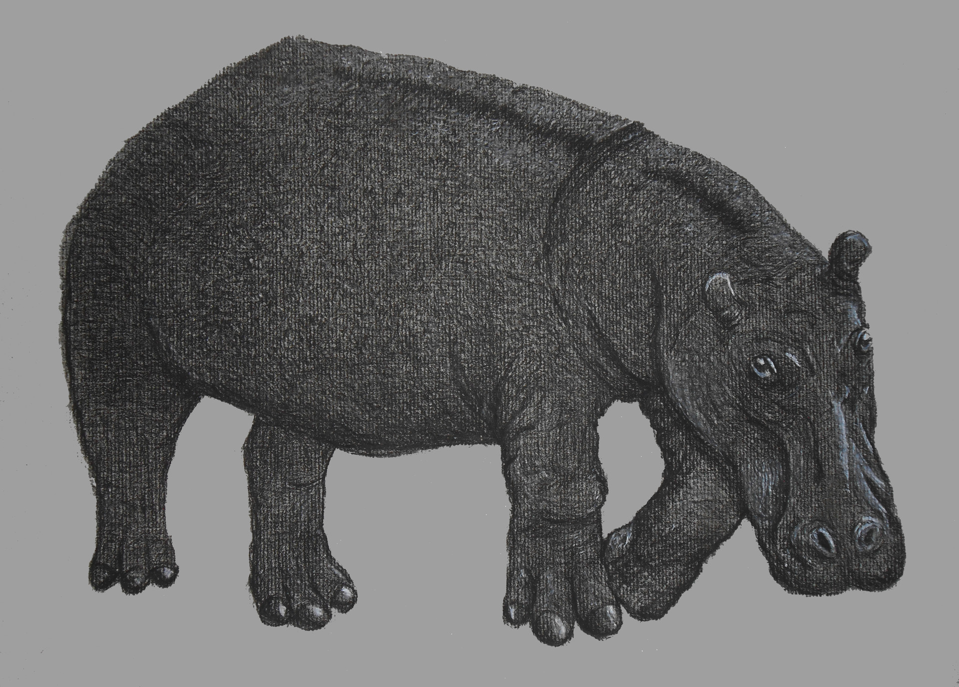 ArtStation - Hippopotamus