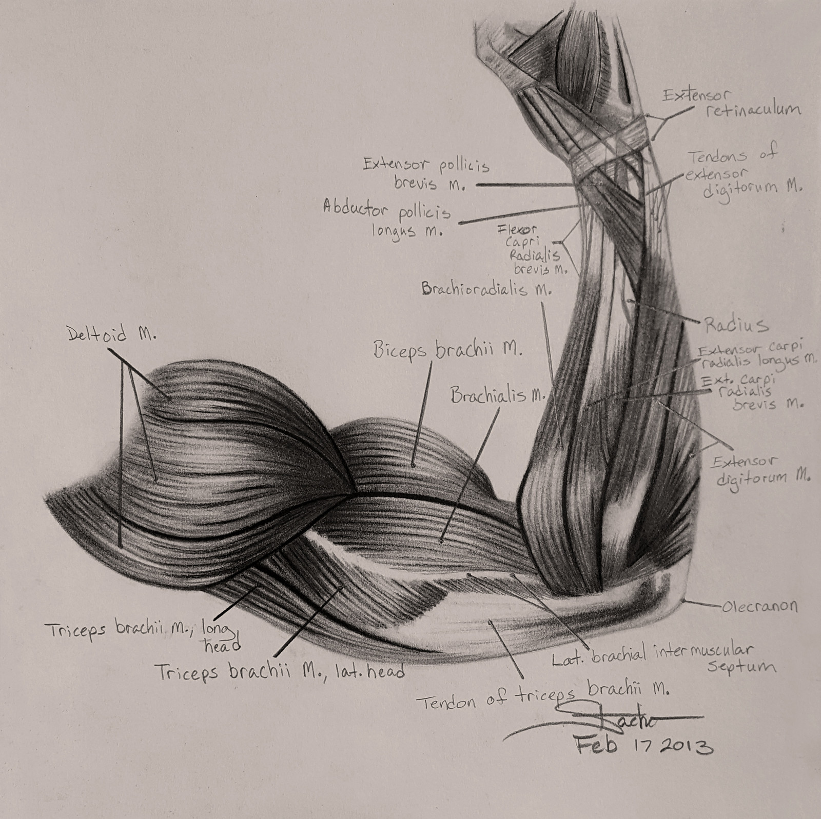 Dwayne Stacho - Right Arm Muscles
