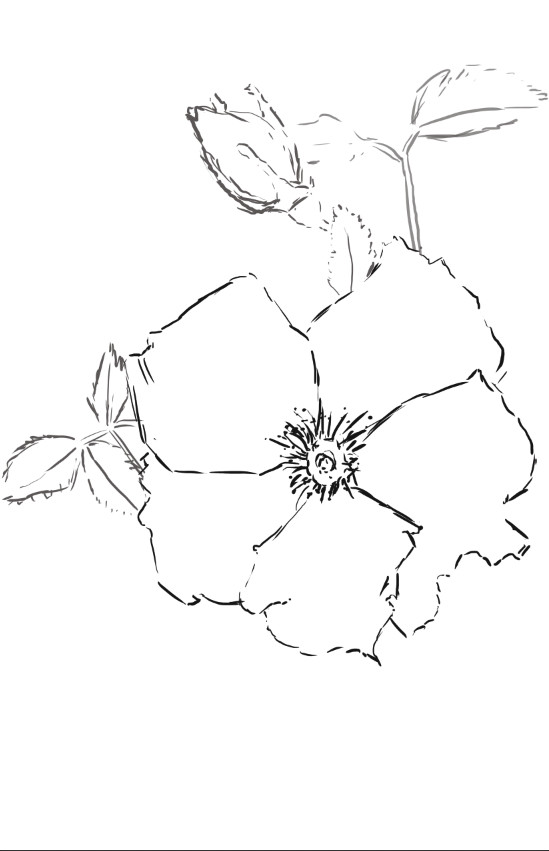 how to draw cherokee rose