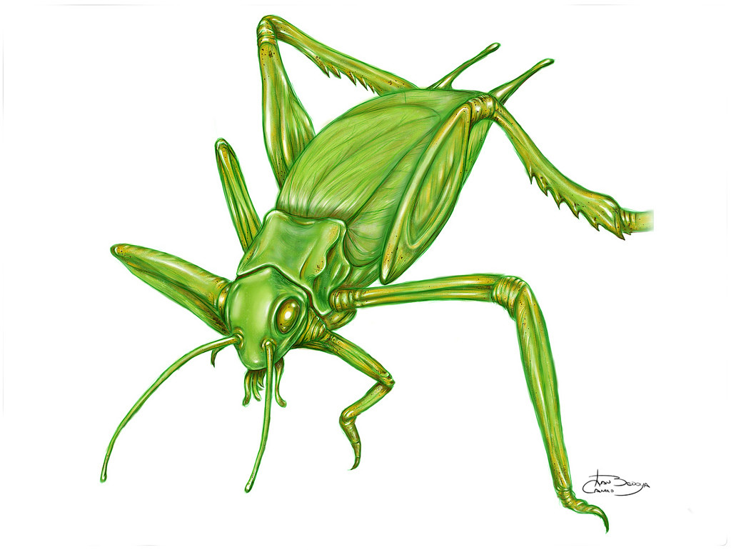 ArtStation - El Grillo, The Cricket.