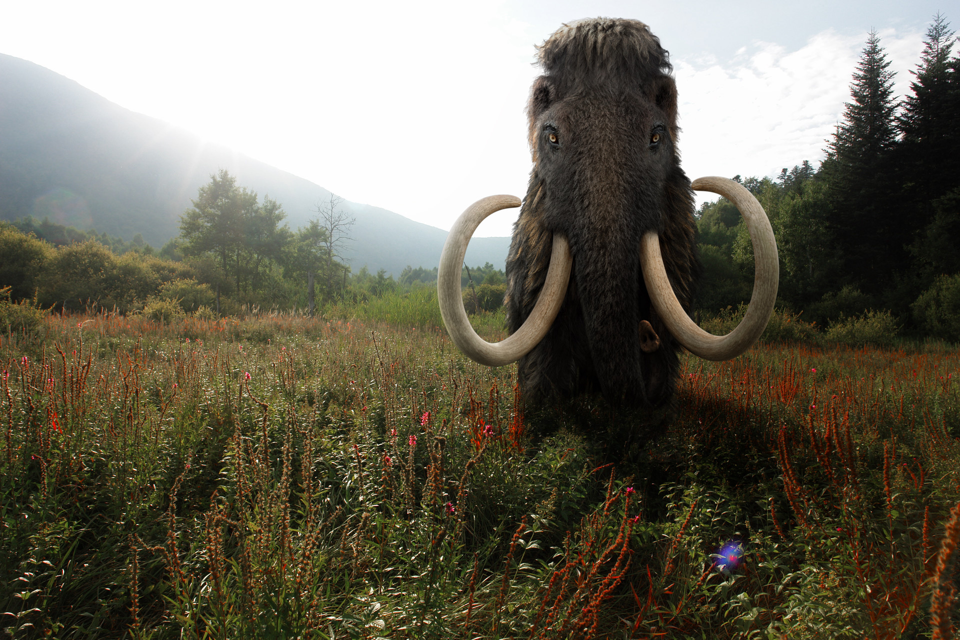 Damir G Martin - Mammoth