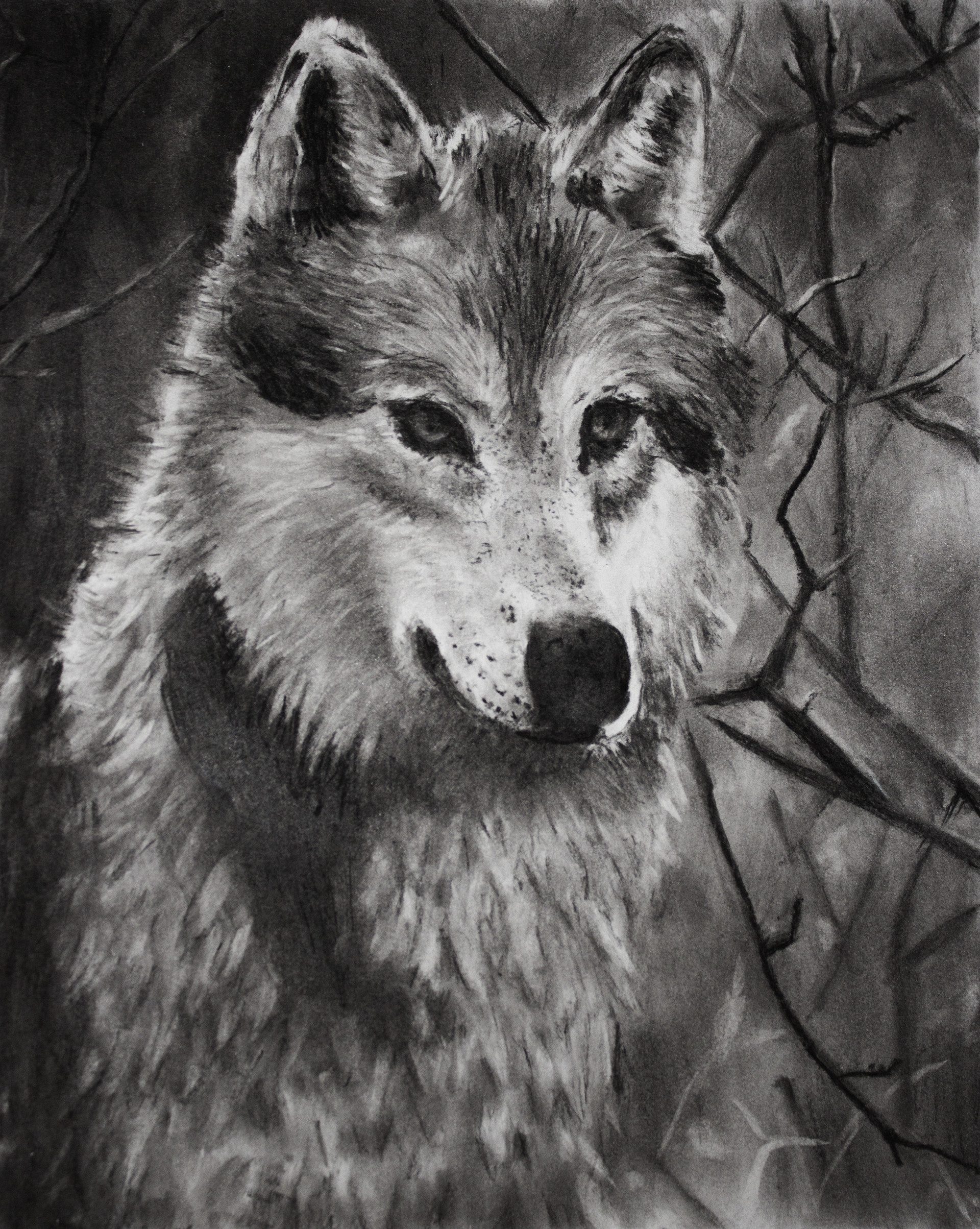 Charcoal Gray Wolf