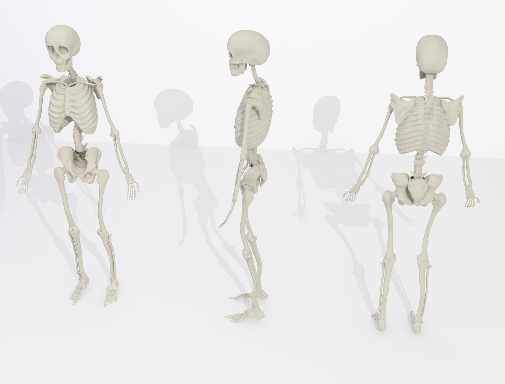 ArtStation - Skeleton 3D