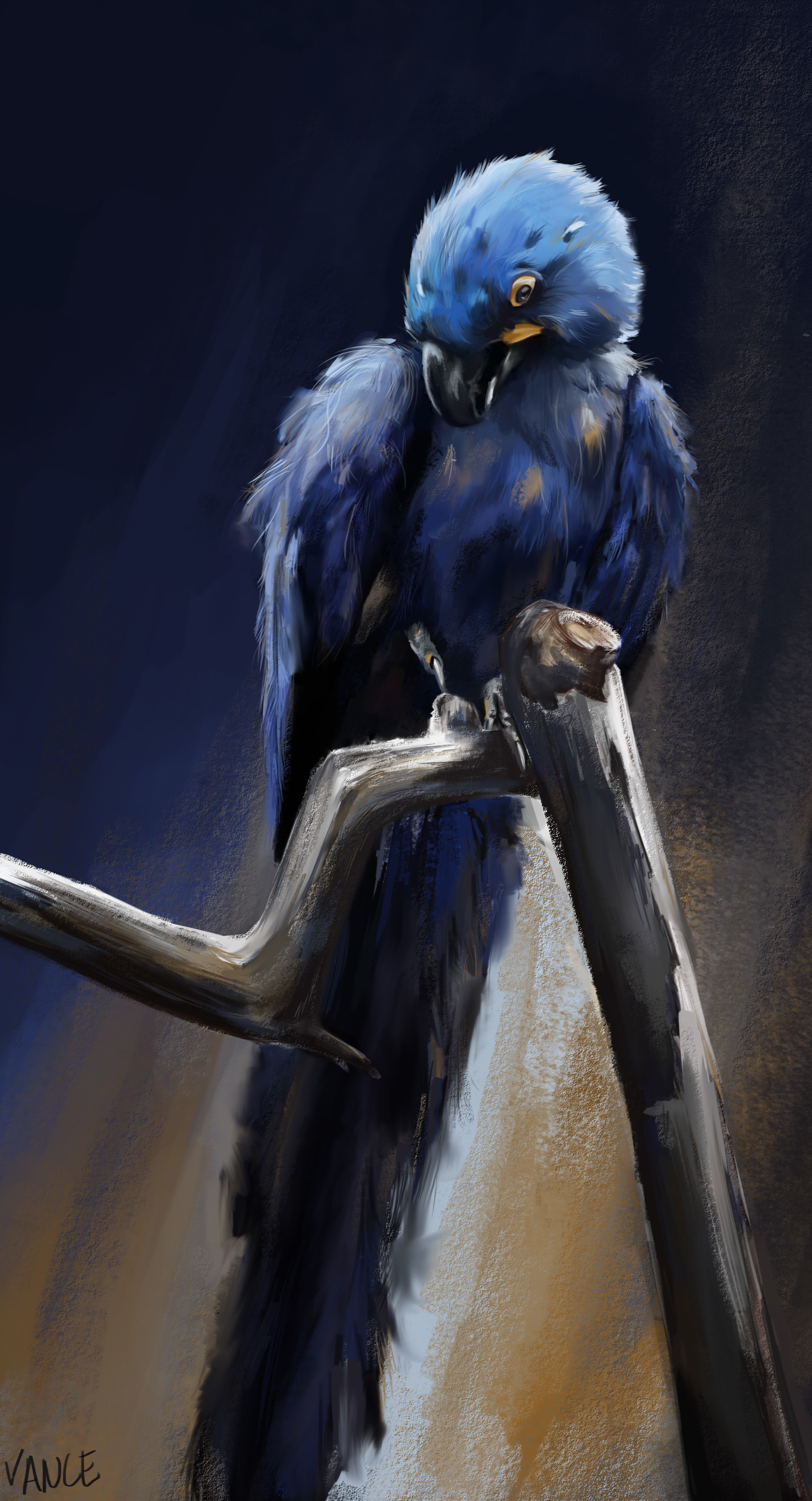 ArtStation - The Parrot