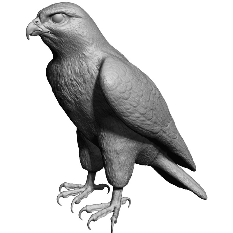 Stephan Plotnicov - 3D model falcon bird basic shape.