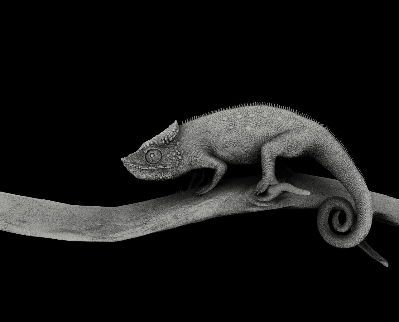 ArtStation - Chameleon study