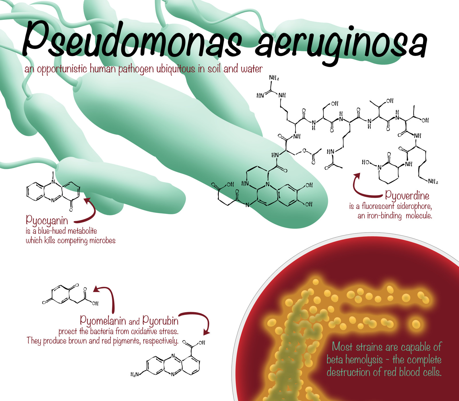 Peggy Muddles - Microbes & Molecules