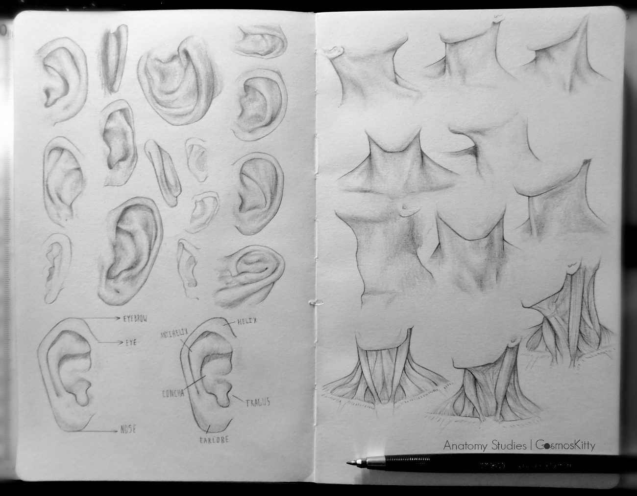 ArtStation - Anatomy Studies: Ears+Neck