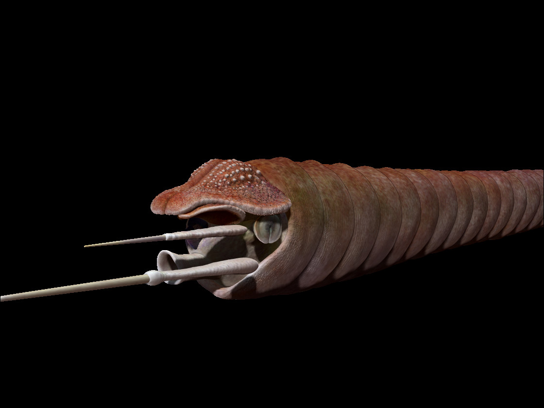 ArtStation - Nautiloid Sculpt