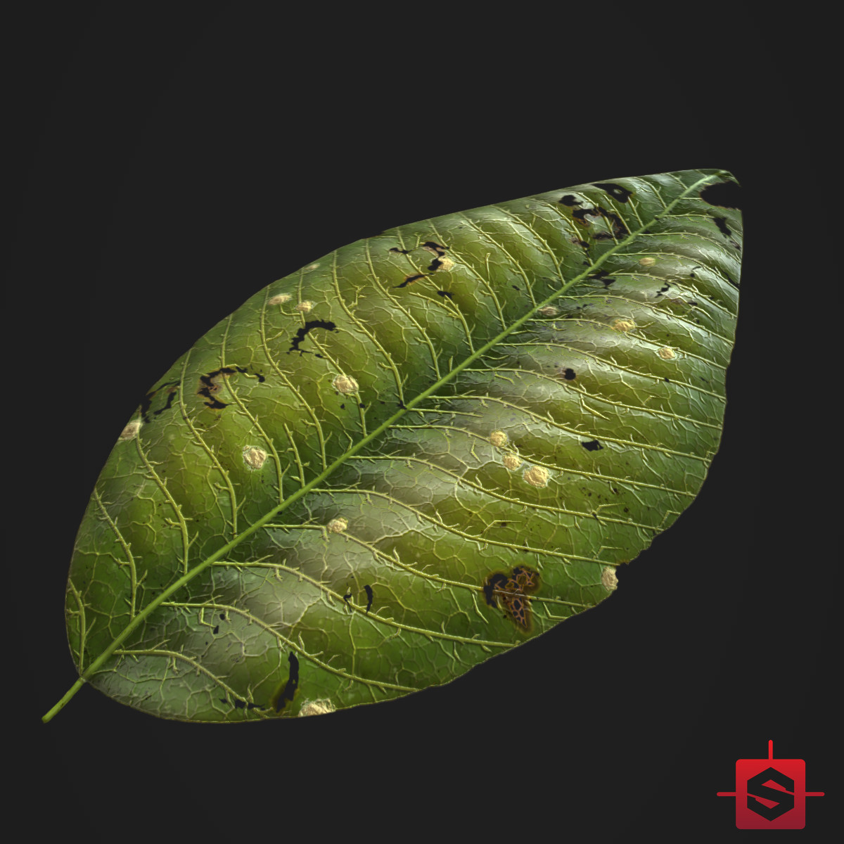 Jorge Corona - Procedural Leaf Generator