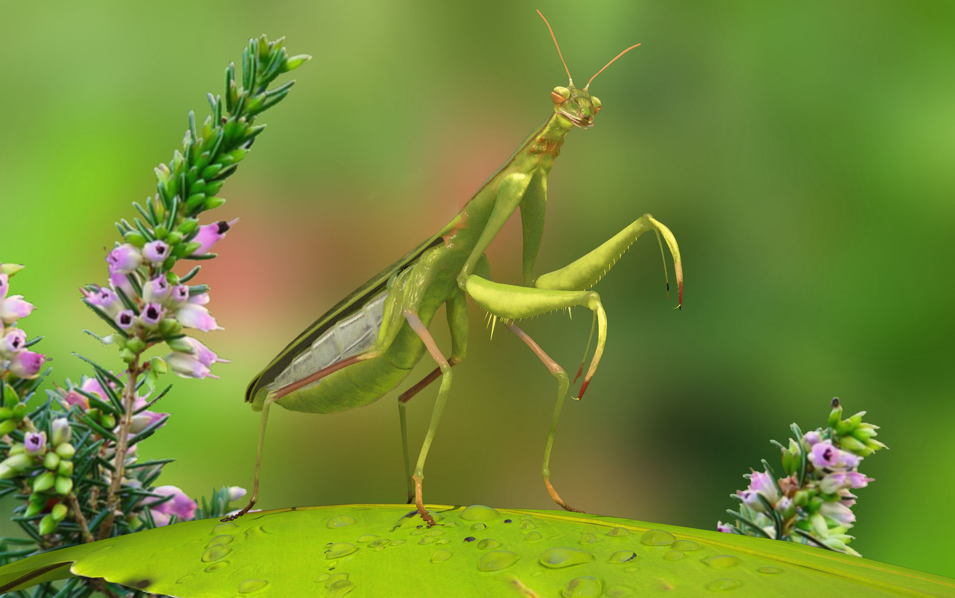 ArtStation - mante religieuse