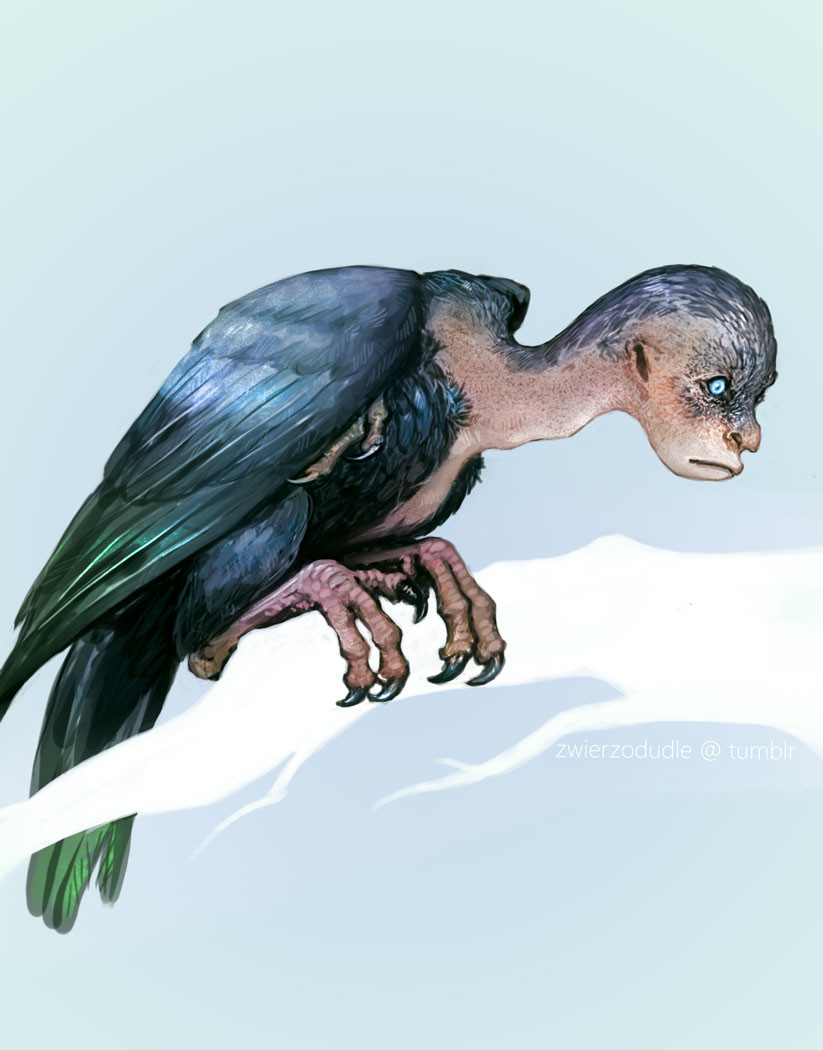 ArtStation - A harpy sketch