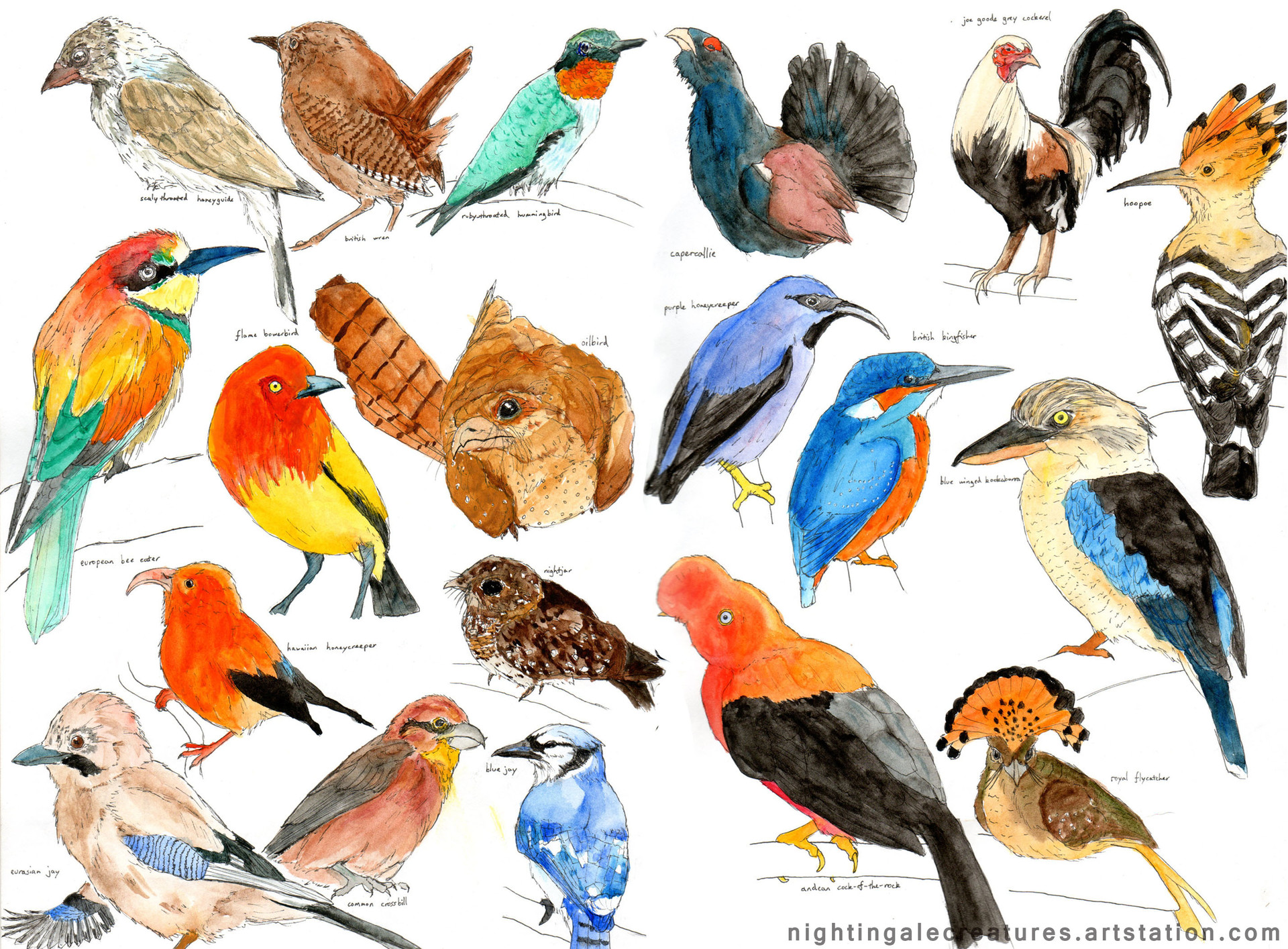 ArtStation - Bird Studies