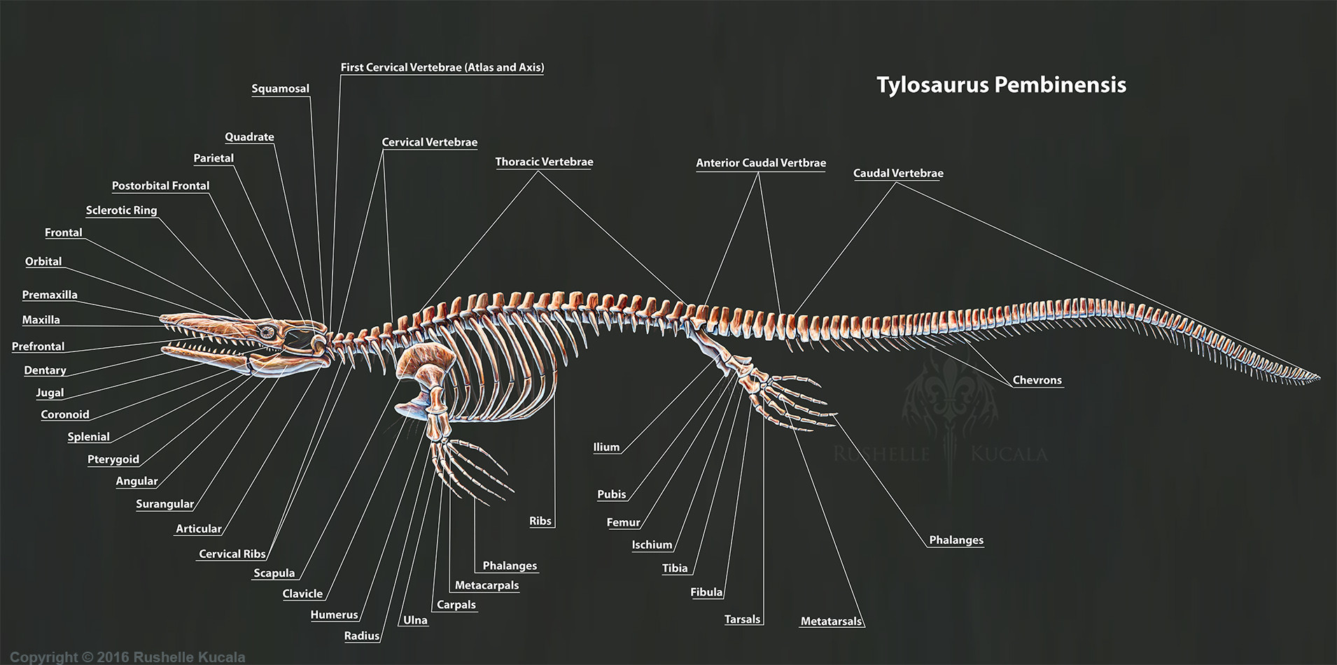 tylosaurus skeletal