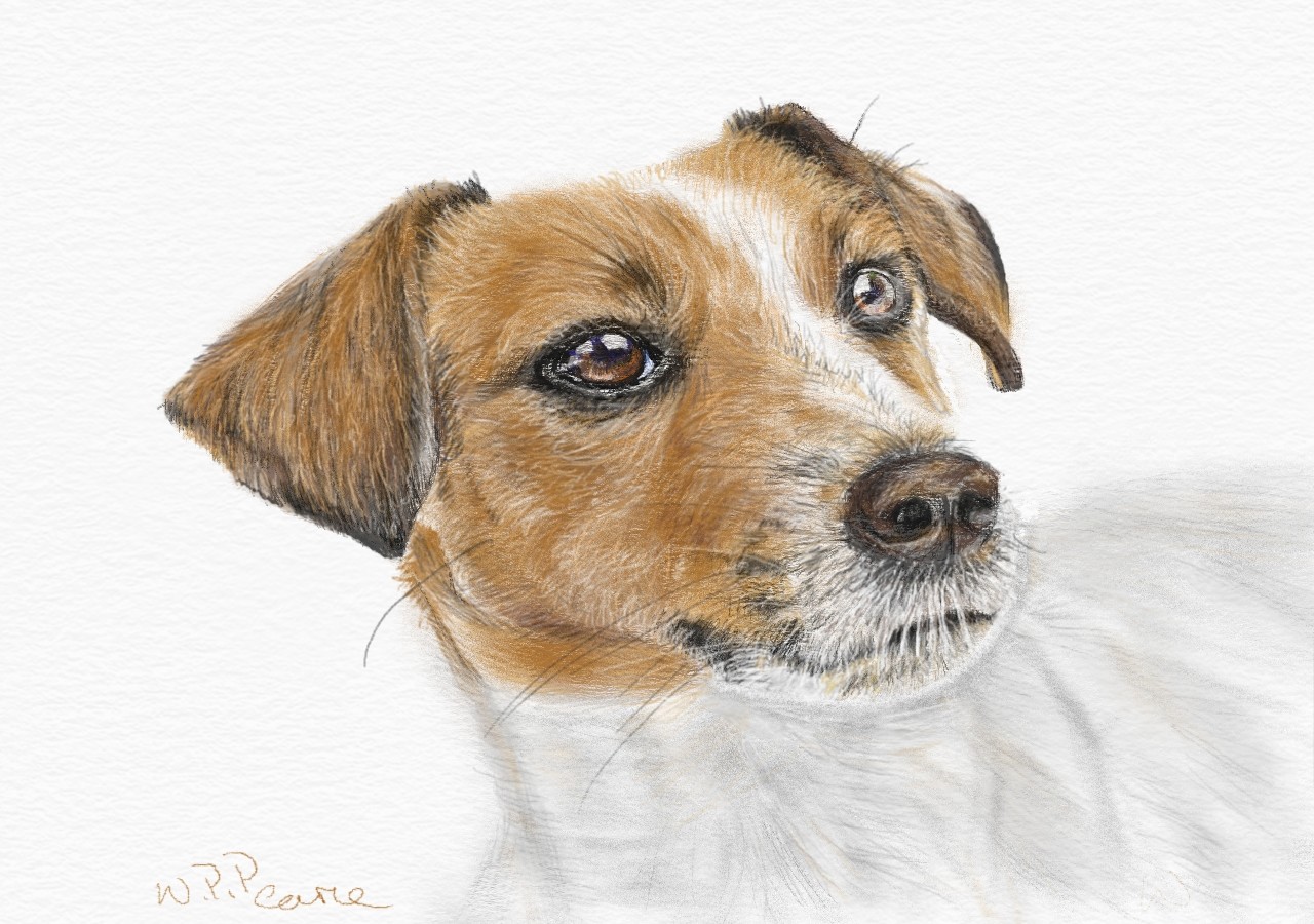 ArtStation - Jack Russell Sketch