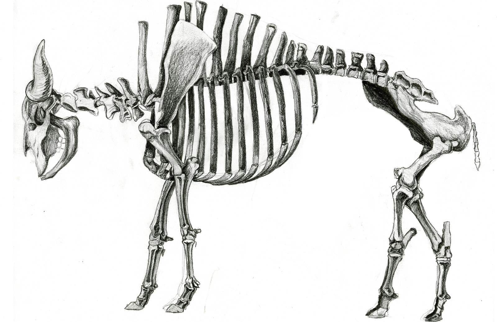 Grem Magic - Animal Anatomy