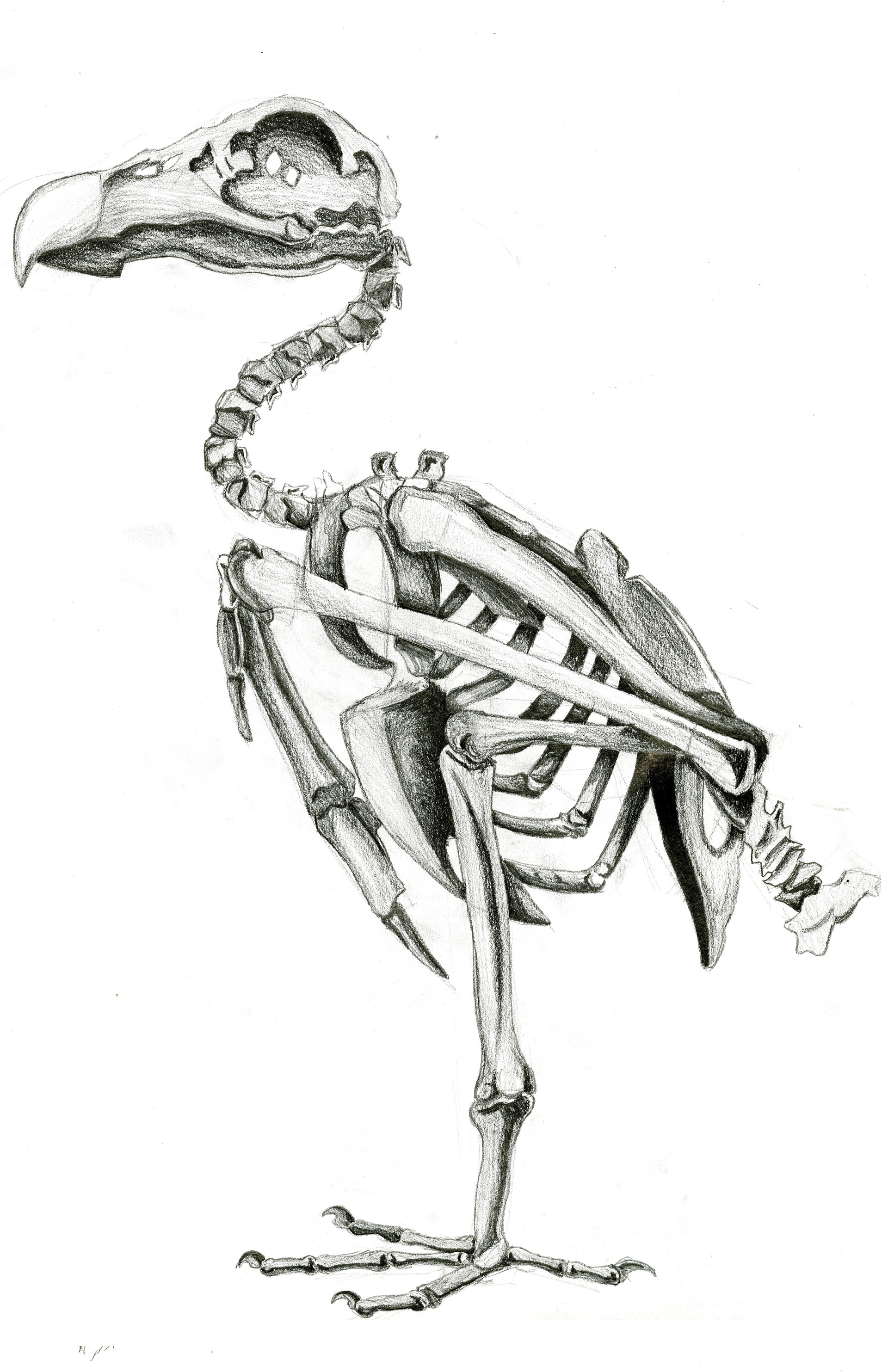 Grem Magic - Animal Anatomy